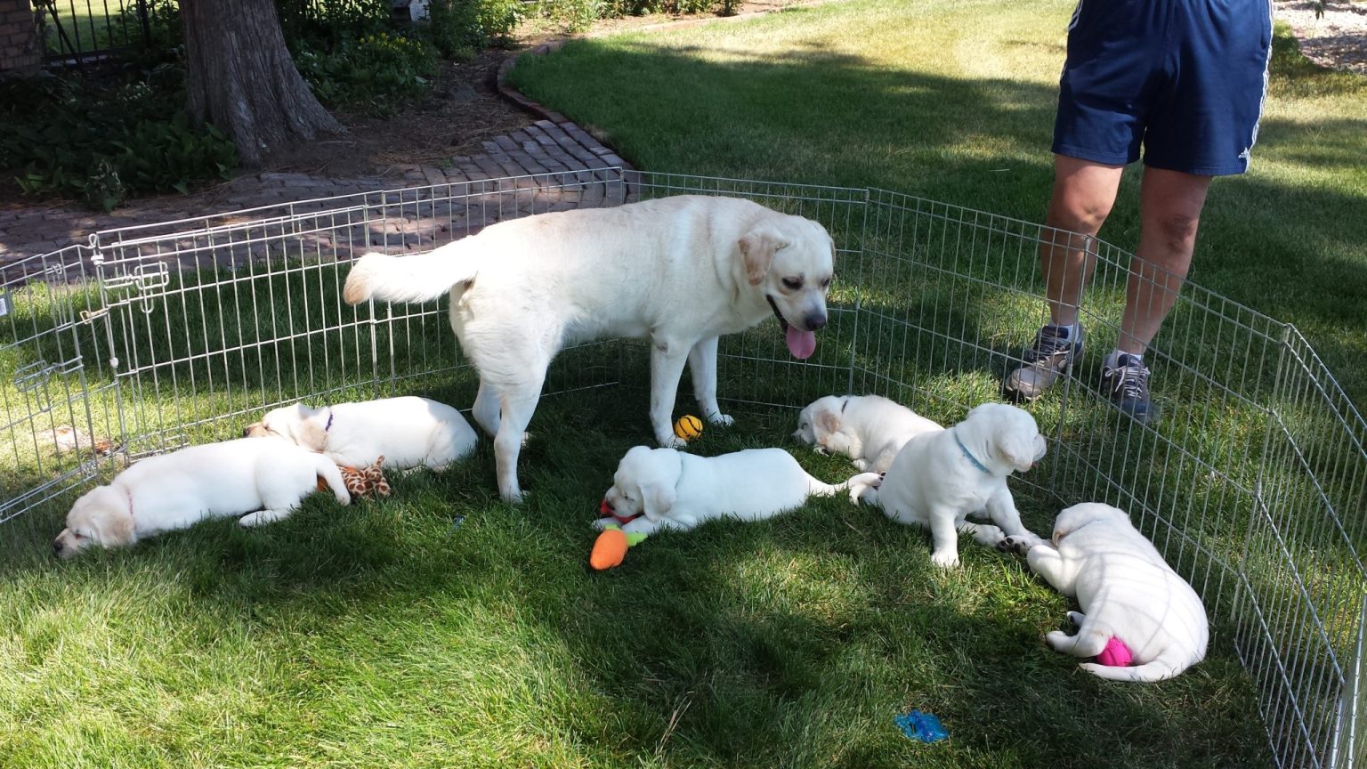 Gallery – Fidelity Farm Labradors