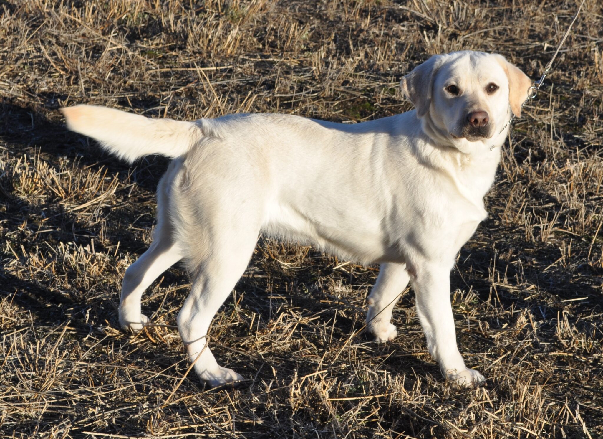 Bella – Fidelity Farm Labradors