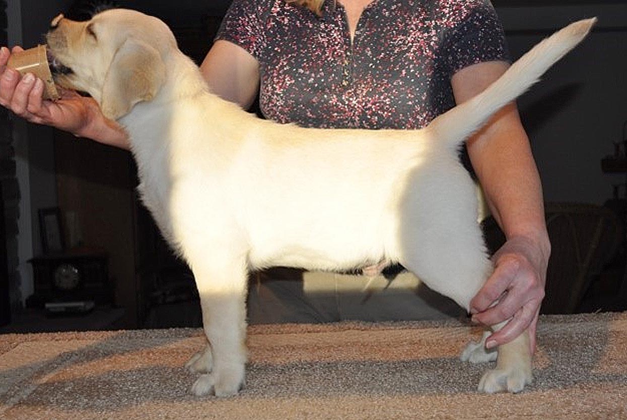 River – Fidelity Farm Labradors