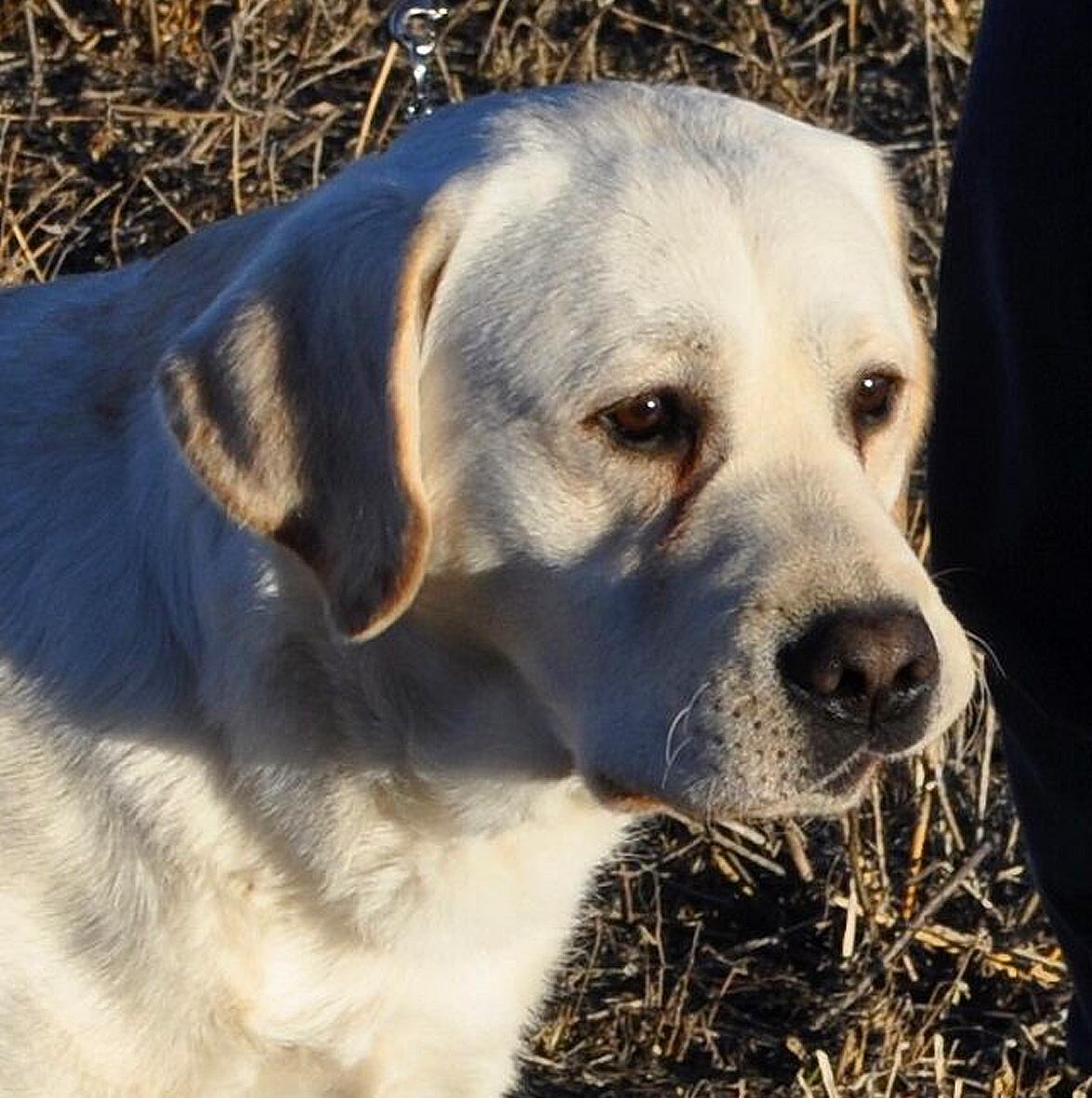 Scout – Fidelity Farm Labradors