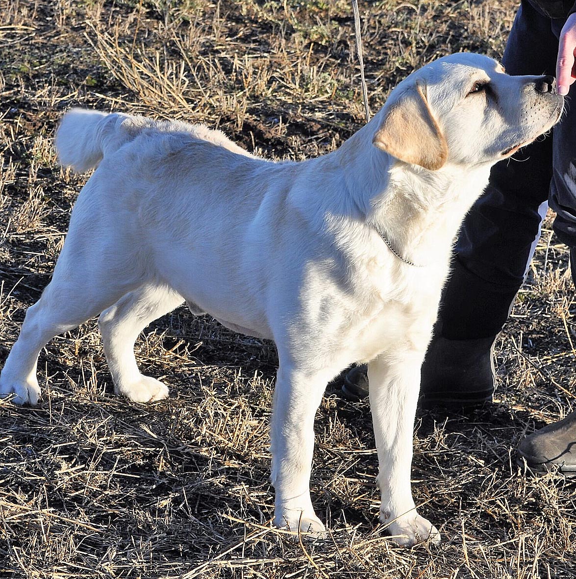 Scout – Fidelity Farm Labradors